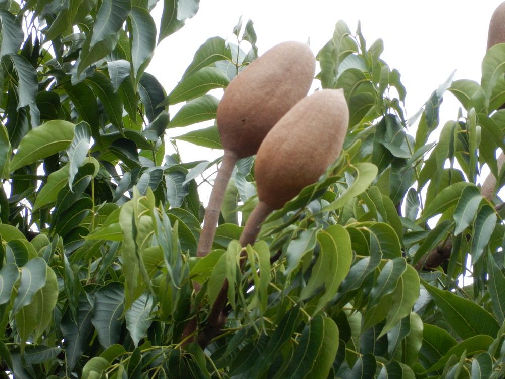 Photo of the fruit of West Indian Mahogany (Swietenia mahagoni) posted ...