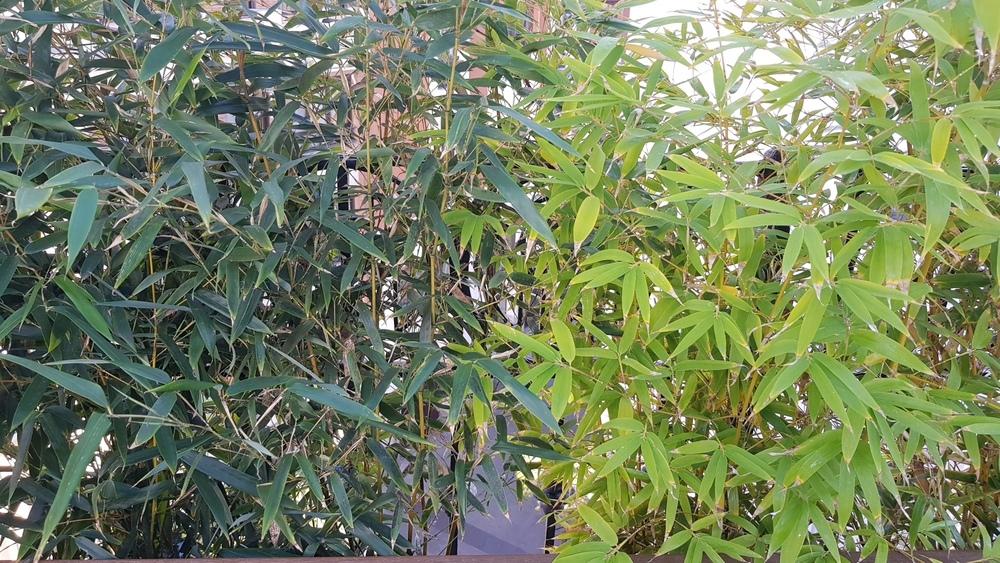 Are those Bamboo plants of the same Kind? in the Ask a Question forum ...