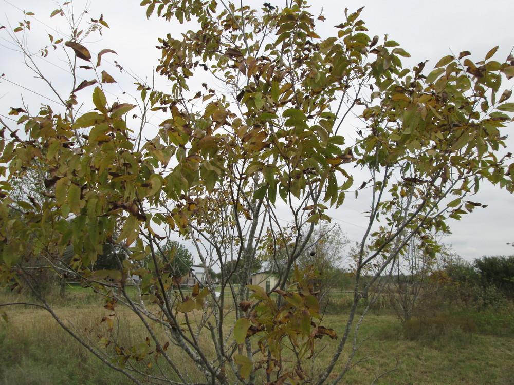 Pecans: Plant Care and Collection of Varieties - Garden.org