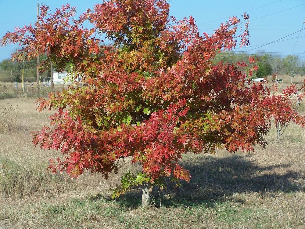 Photo of the fall color of Northern Red Oak (Quercus rubra) posted by ...