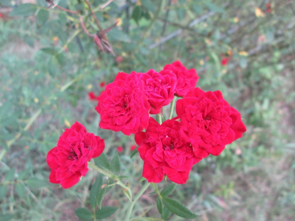 Rose (Rosa 'Eutin') in the Roses Database - Garden.org