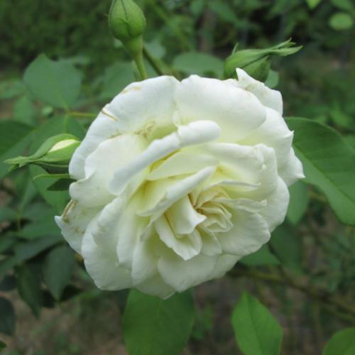 Rose (Rosa 'Lamarque') in the Roses Database - Garden.org