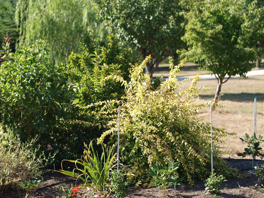 Dream Catcher Beauty Bush Shrub