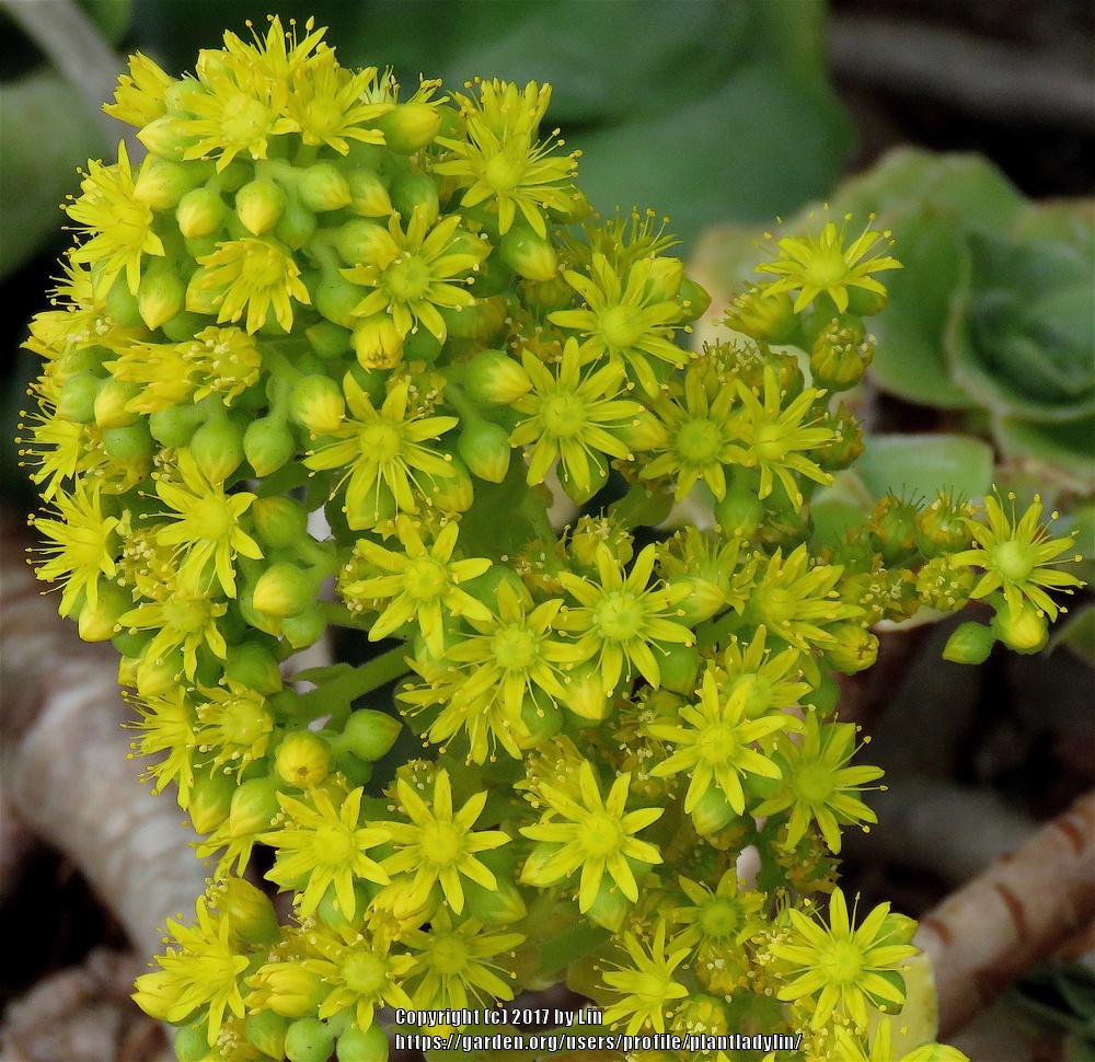 Aeoniums: Plant Care and Collection of Varieties - Garden.org