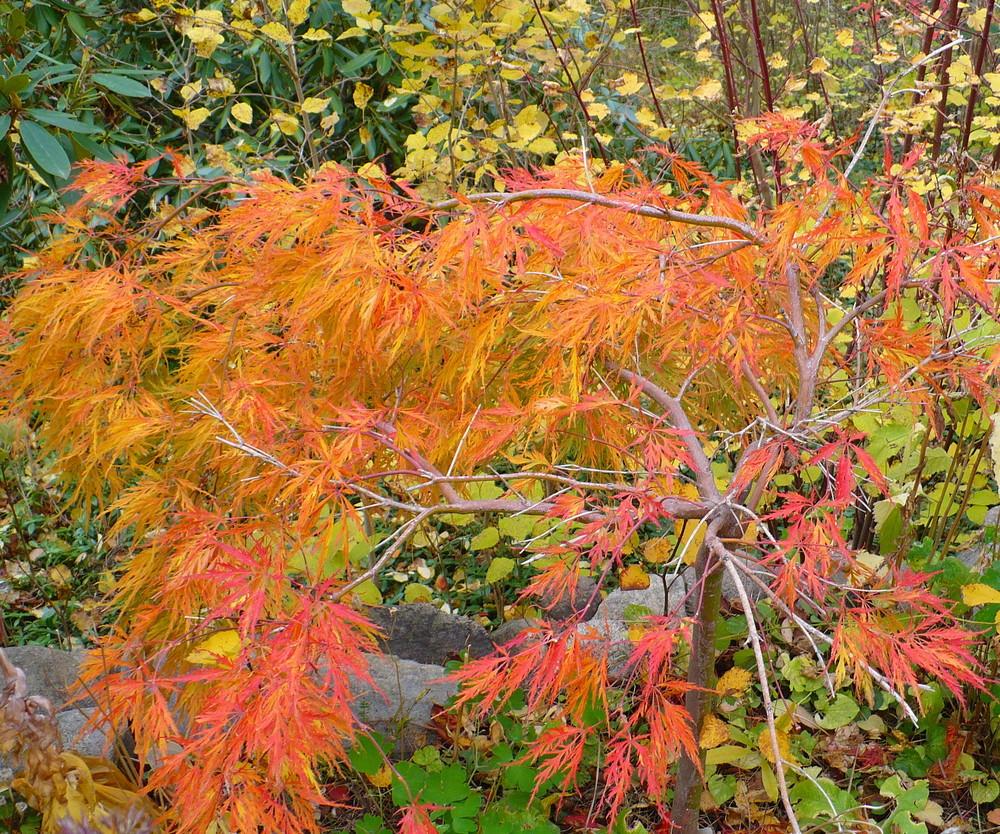 Photo of the fall color of Japanese Maple (Acer palmatum 'Waterfall ...