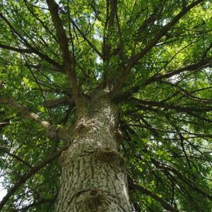 Blue Ash (Fraxinus quadrangulata) - Garden.org