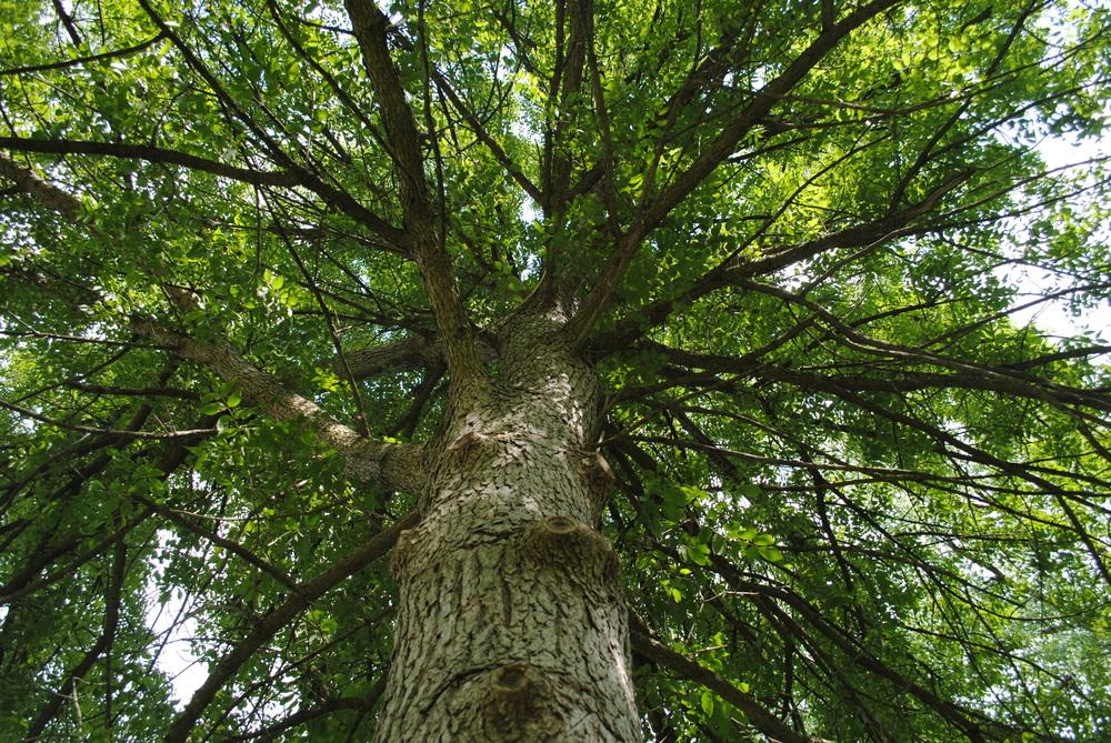 Photo of the stem, scape, stalk or bark of Blue Ash (Fraxinus ...