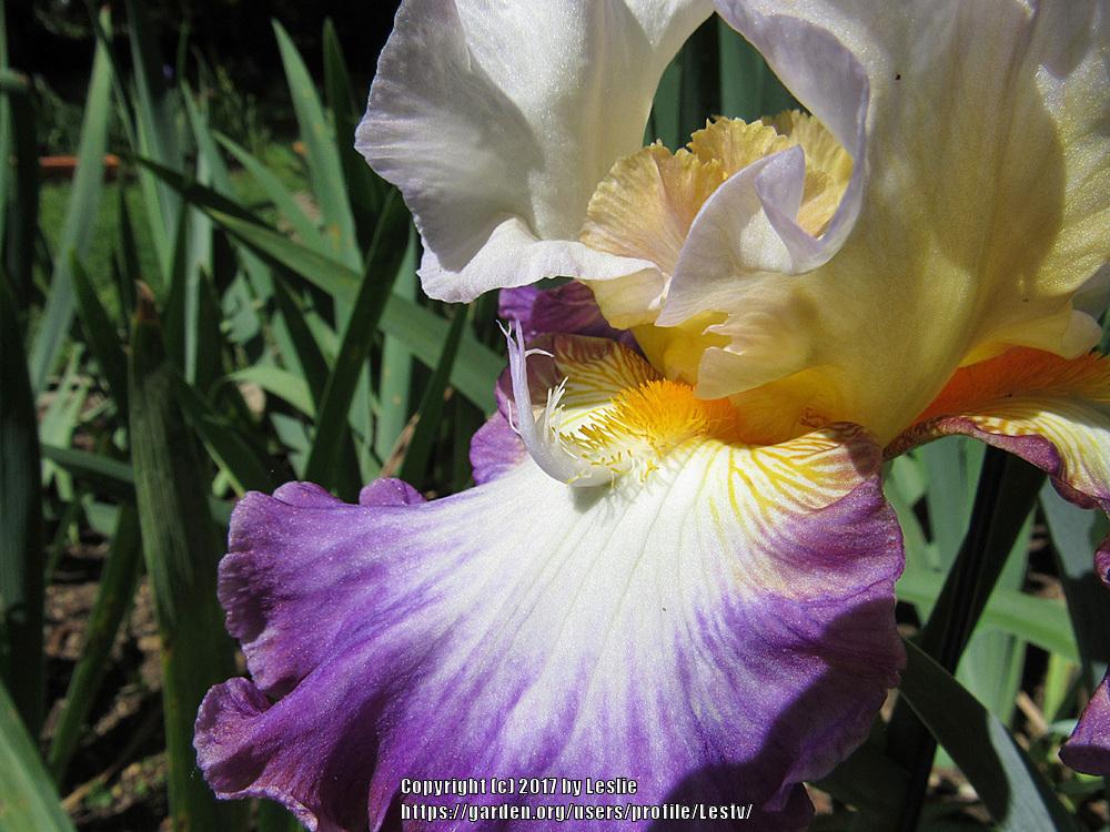 Tall Bearded Iris (Iris 'Beam Me Up Scotty') in the Irises Database ...