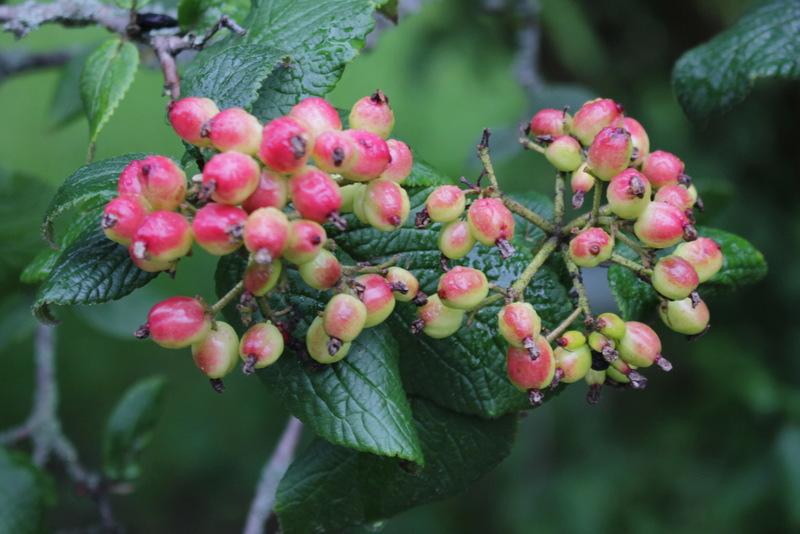 Viburnums: Plant Care and Collection of Varieties - Garden.org