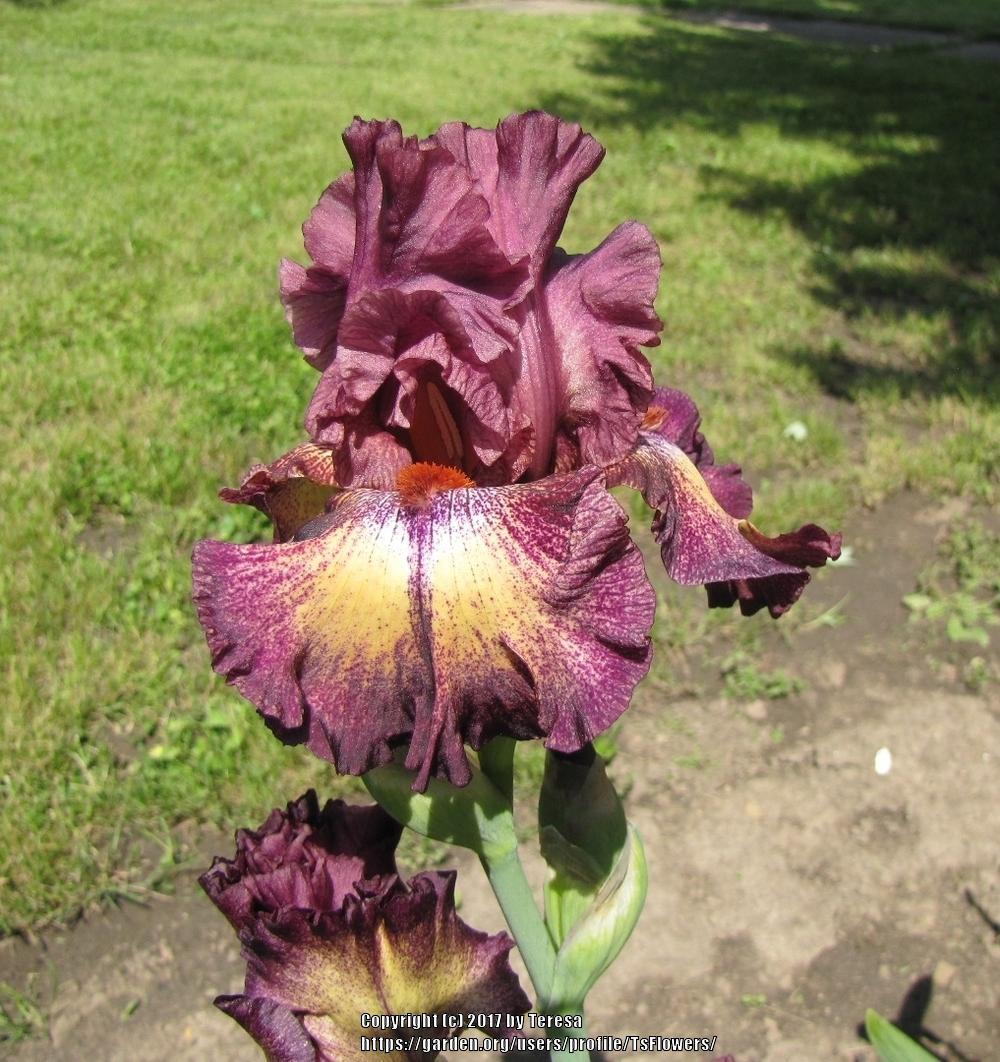 Photo of the bloom of Tall Bearded Iris (Iris 'Raspberry Fudge') posted ...