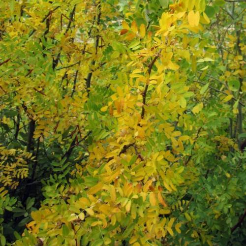 Siberian Pea Shrub (Caragana arborescens) - Garden.org