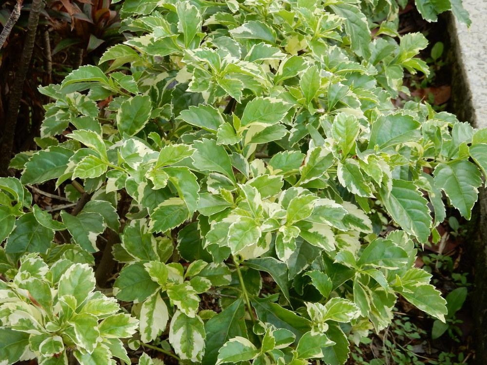 Photo of the leaves of Golden Dew Drop (Duranta erecta 'Variegata ...