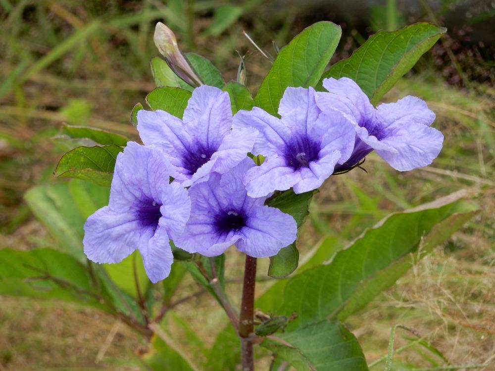 Minnieroot (Ruellia tuberosa) - Garden.org