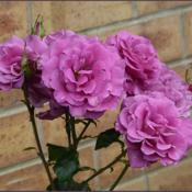 Photo of the bloom of Rose (Rosa 'Shocking Blue') posted by BarbandDave ...