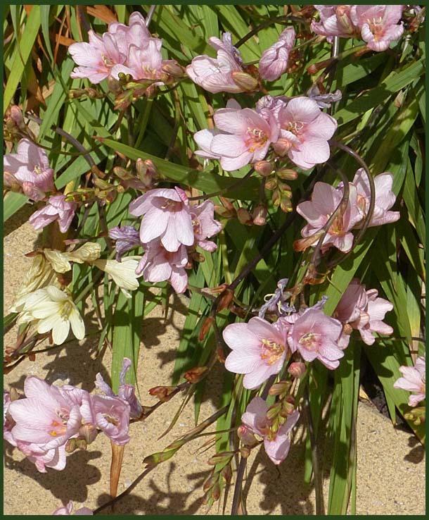 Tritonia crocata 'Pink Sensation' - Garden.org