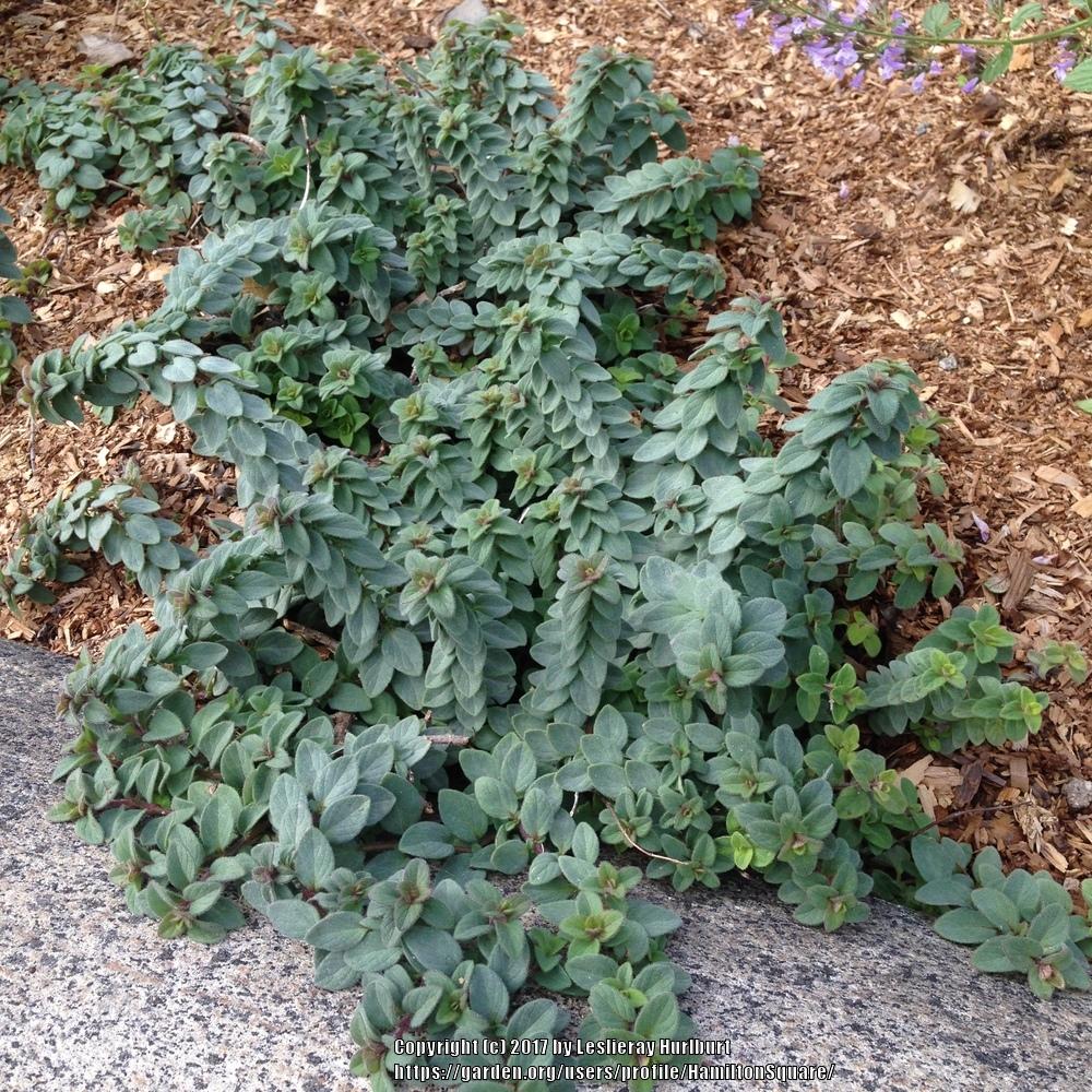Photo of the leaves of Lebanese Oregano (Origanum libanoticum) posted ...