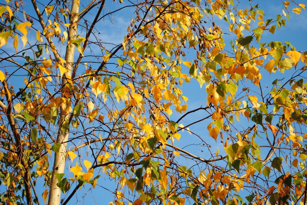 Photo of the fall color of Gray birch (Betula populifolia) posted by ...