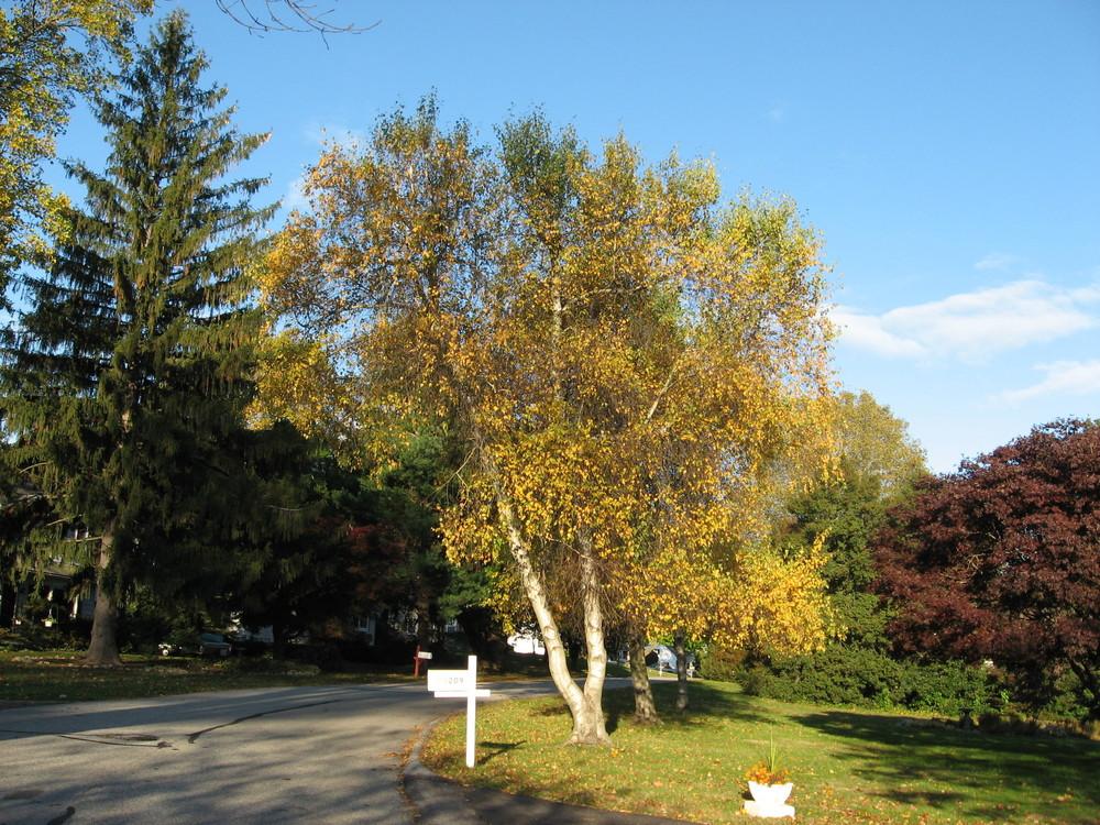 Photo of the fall color of Gray birch (Betula populifolia) posted by ...