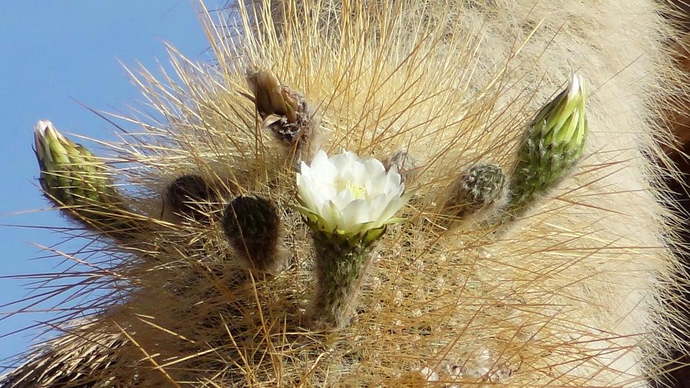 Photo of the bloom of Cardon Grande (Leucostele atacamensis subsp ...