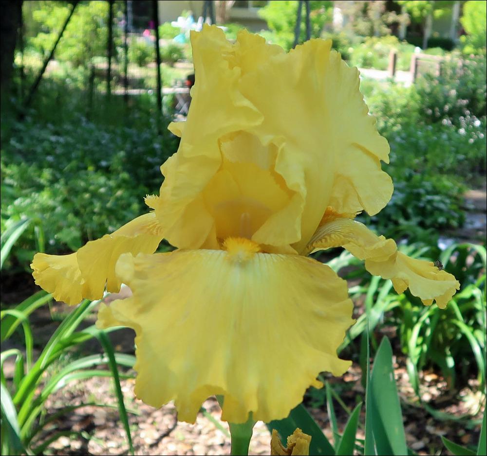 Photo of the bloom of Tall Bearded Iris (Iris 'Golden Immortal') posted ...