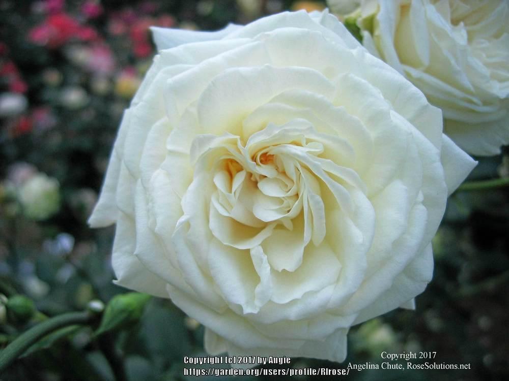 Rose (Rosa 'White Cap') in the Roses Database - Garden.org