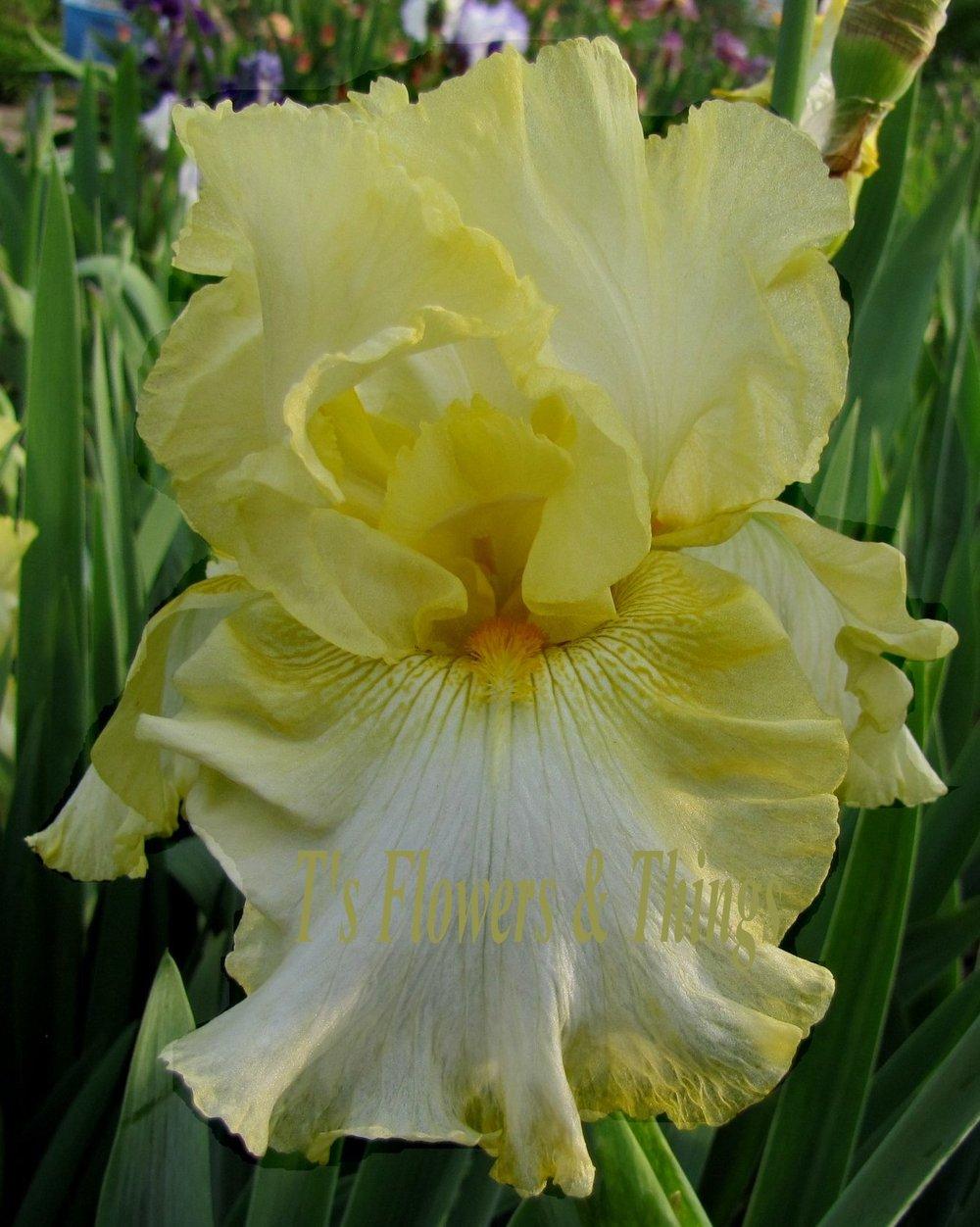 Tall Bearded Iris (Iris 'Canaries and Cream') in the Irises Database ...