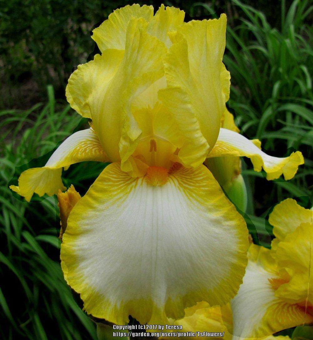 Tall Bearded Iris (Iris 'Ruffles and Lace') in the Irises Database ...
