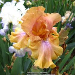 Tall Bearded Iris (Iris 'Bronze Warrior') in the Irises Database - Garden.org