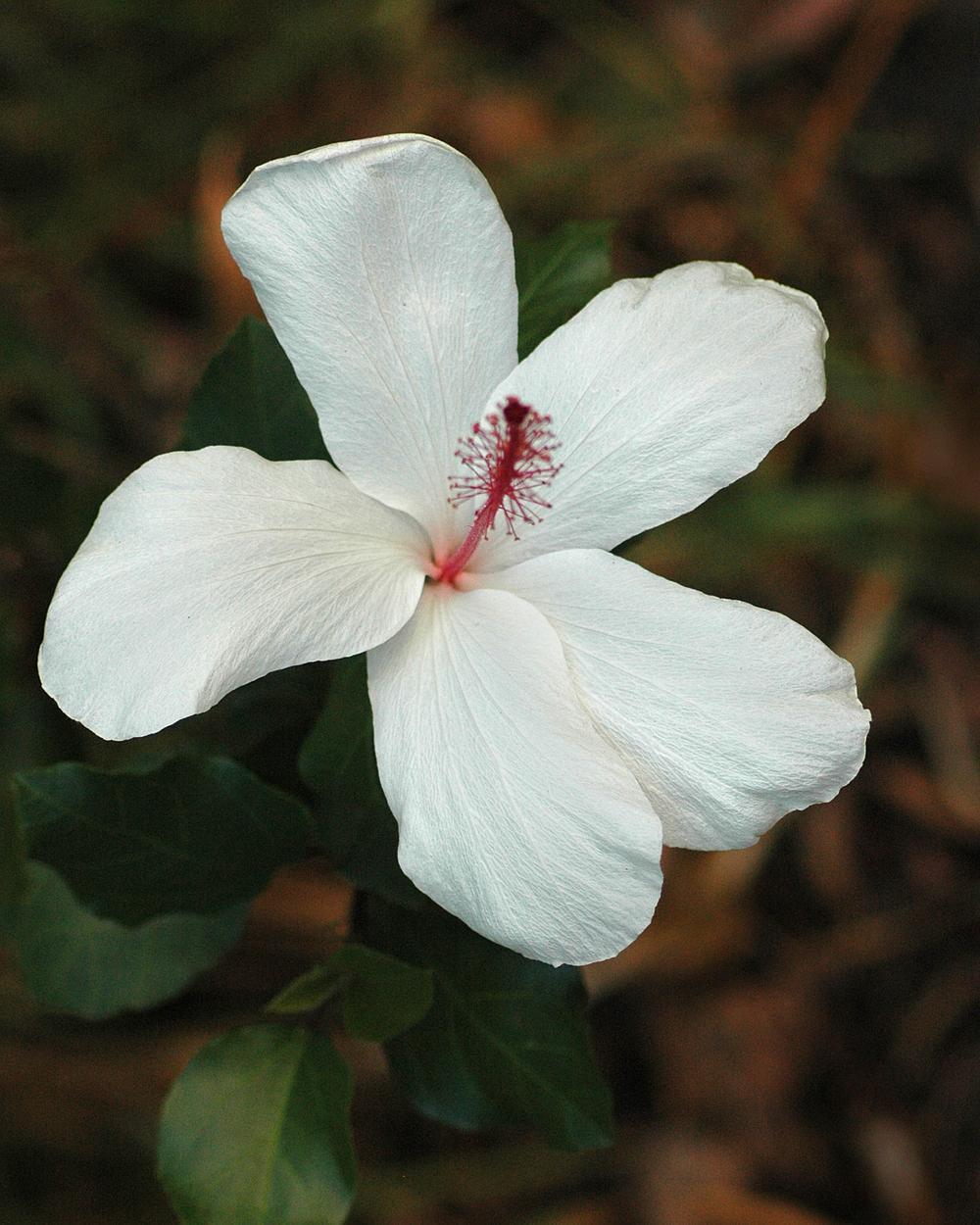 Tropical Hibiscus (Hibiscus rosa-sinensis 'Ruth Wilcox') in the ...