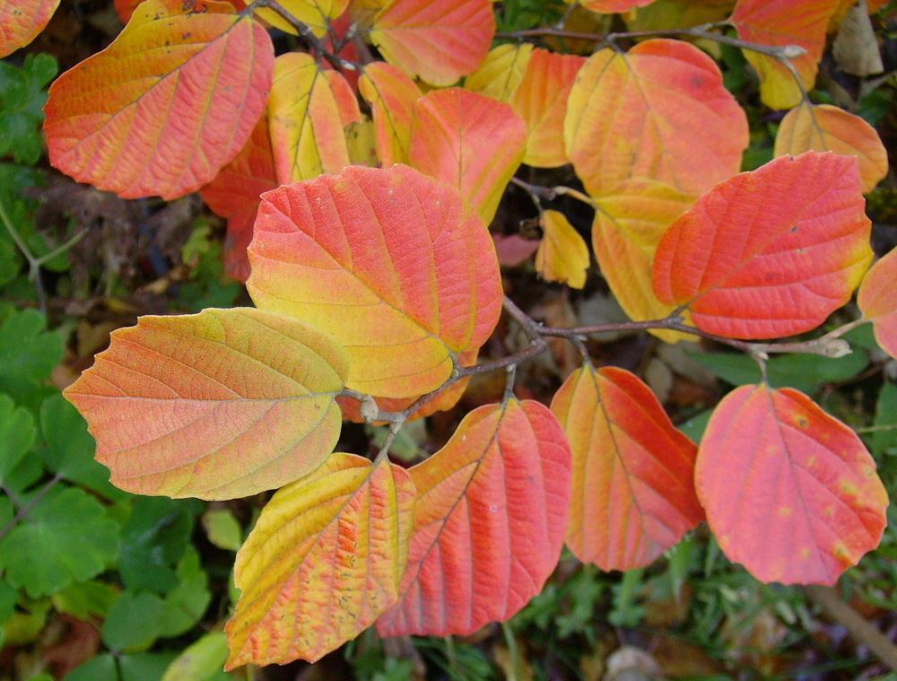 Large Fothergilla (Fothergilla major) - Garden.org