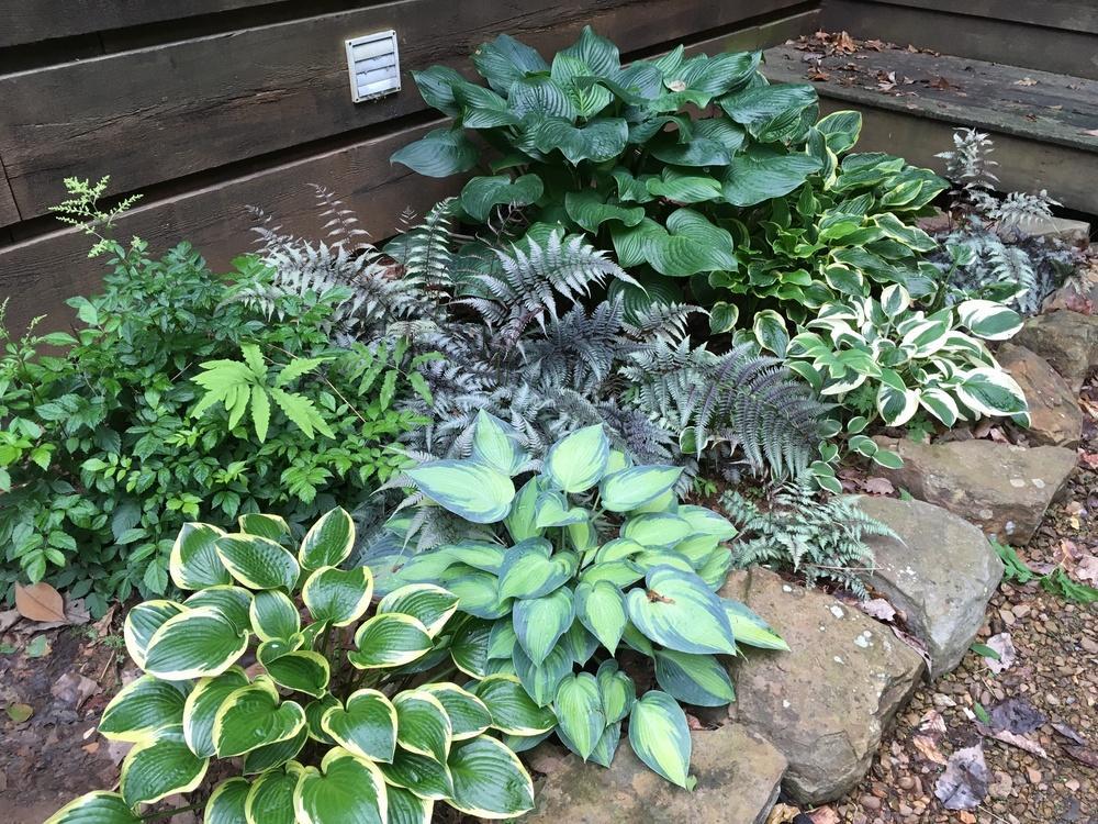 Dryer Vent Gardens in the All Things Gardening forum - Garden.org