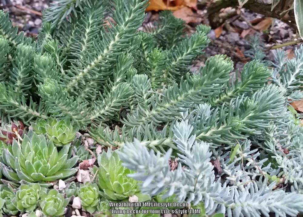 Jenny's Stonecrop (Petrosedum rupestre subsp. rupestre Green Spruce ...