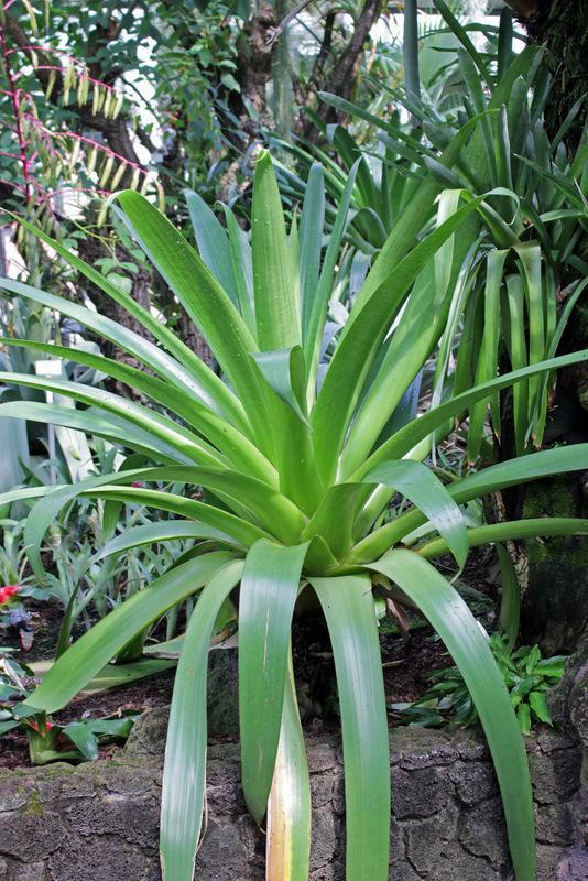 Bromeliad (Alcantarea regina) - Garden.org