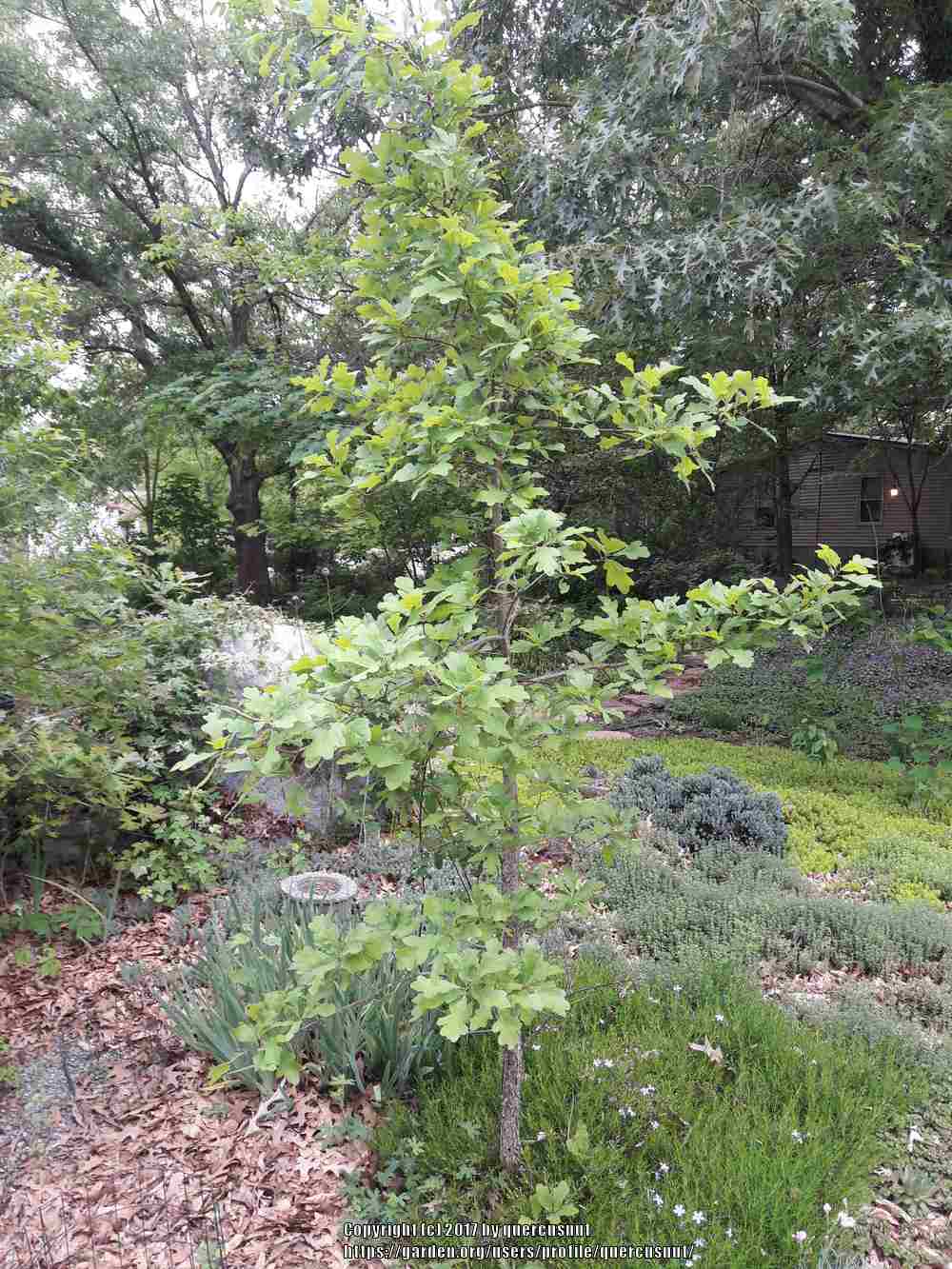 Sand Post Oak (Quercus margaretta) - Garden.org