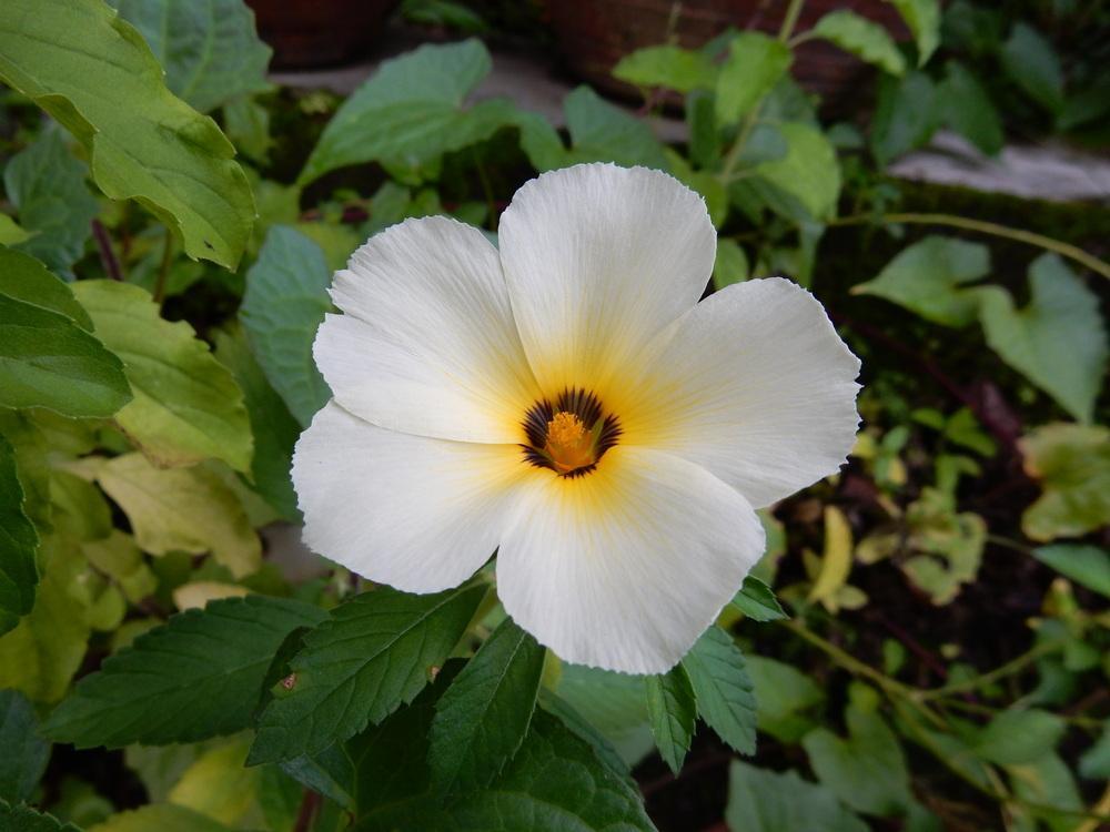 White Buttercup Flower (Turnera subulata 'White Lights') - Garden.org