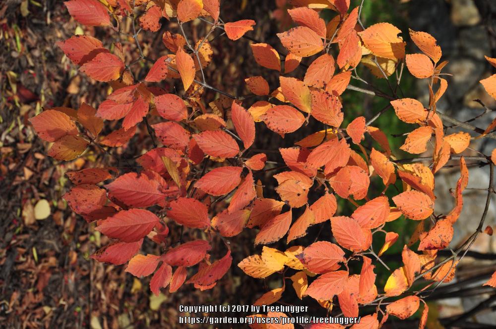 Viburnums: Plant Care and Collection of Varieties - Garden.org