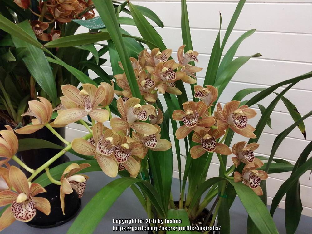 Orchid (Cymbidium Jean Terberg 'Indiana') - Garden.org