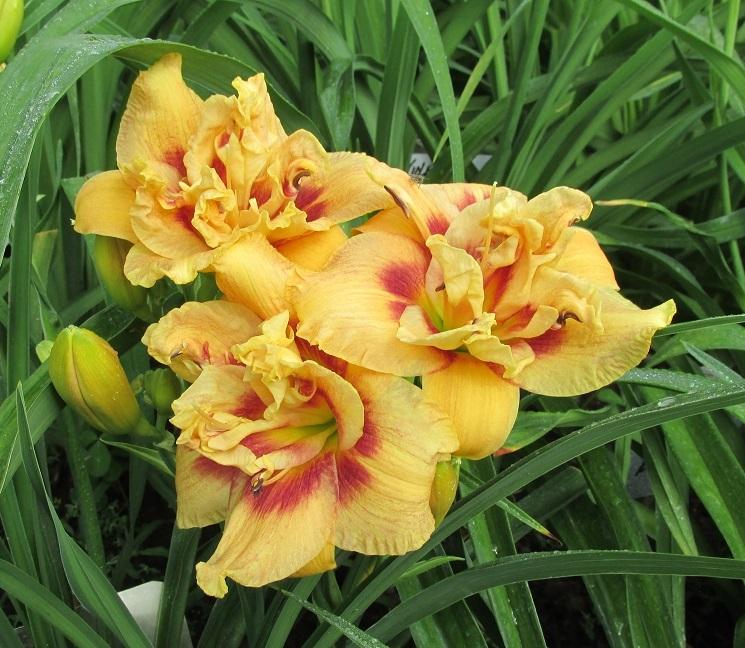 Daylily (Hemerocallis 'Chestnut Eyes') in the Daylilies Database - Garden.org
