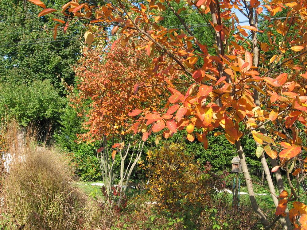 Apple Serviceberry (Amelanchier x grandiflora 'Autumn Brilliance ...