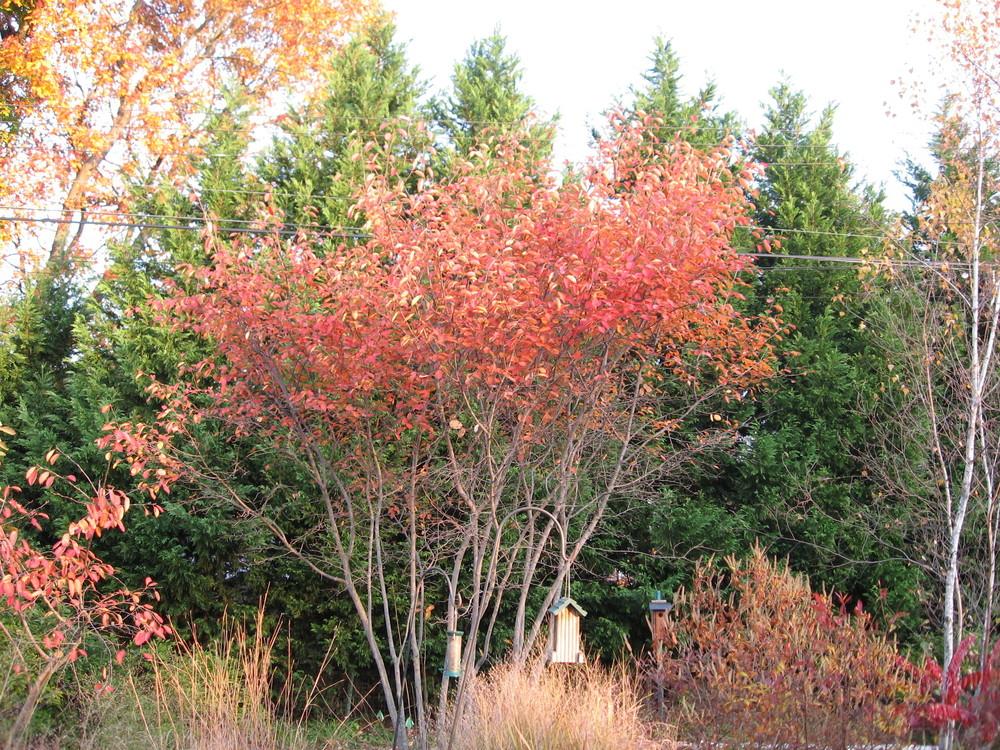 Photo of the entire plant of Apple Serviceberry (Amelanchier x ...