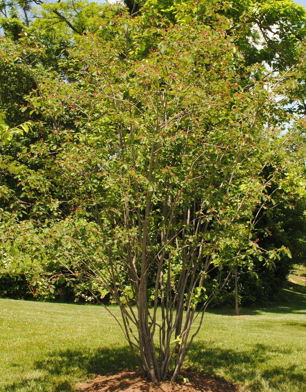 Photo of the entire plant of Juneberry (Amelanchier canadensis) posted ...