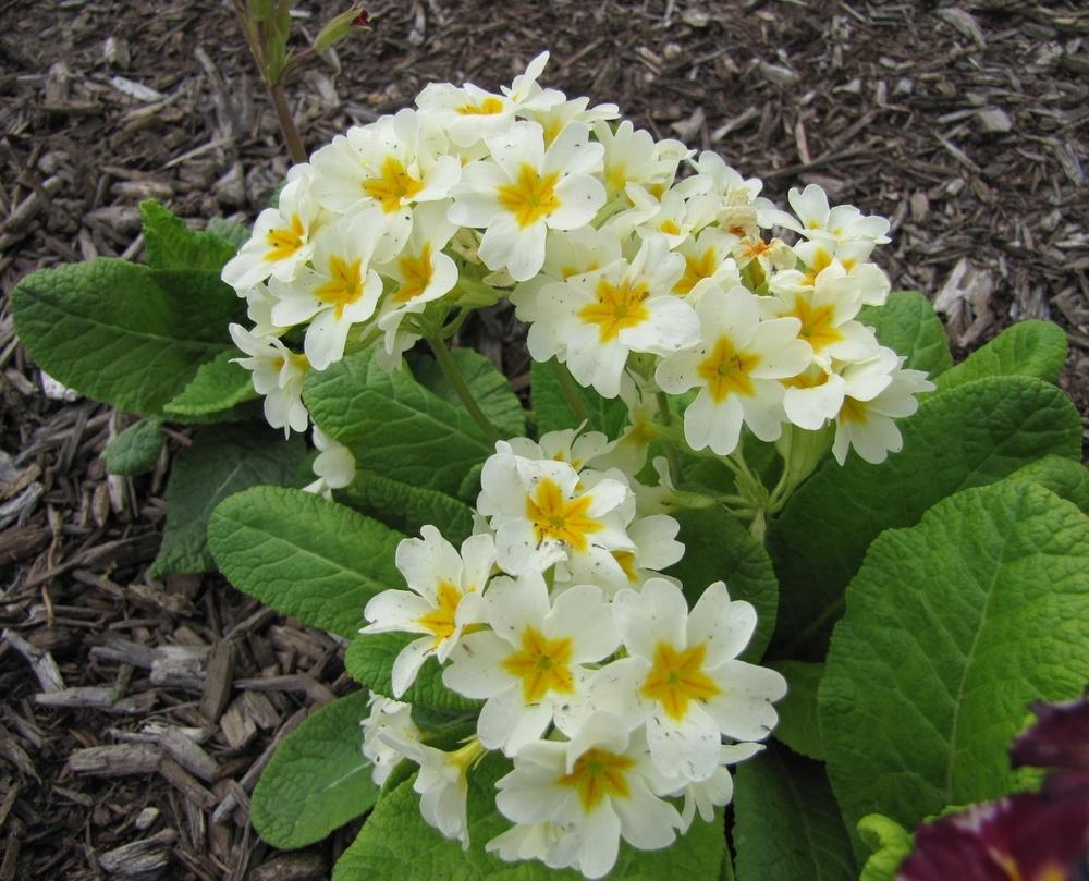 Primroses: Plant Care and Collection of Varieties - Garden.org