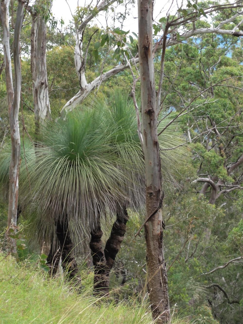Lamington National Park, Qld. Australia - Grass Trees in Plant ...
