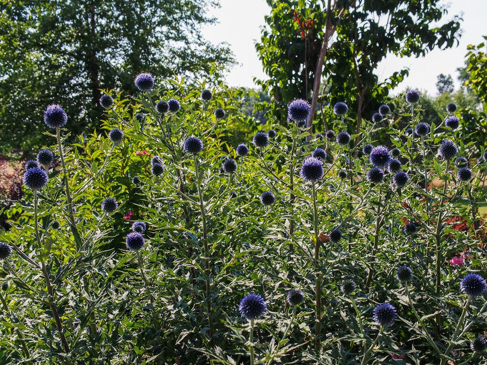 Photo of the entire plant of Small Globe Thistle (Echinops ritro ...