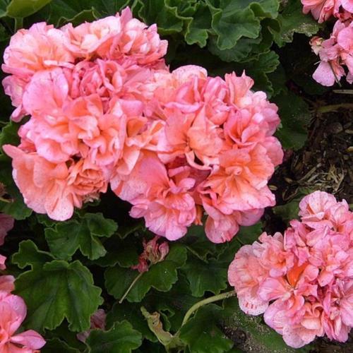 Storksbill (Pelargonium x hortorum Tango™ Confetti Salmon) in the ...