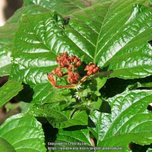 Pagoda Flower (Clerodendrum paniculatum 'Starshine') - Garden.org