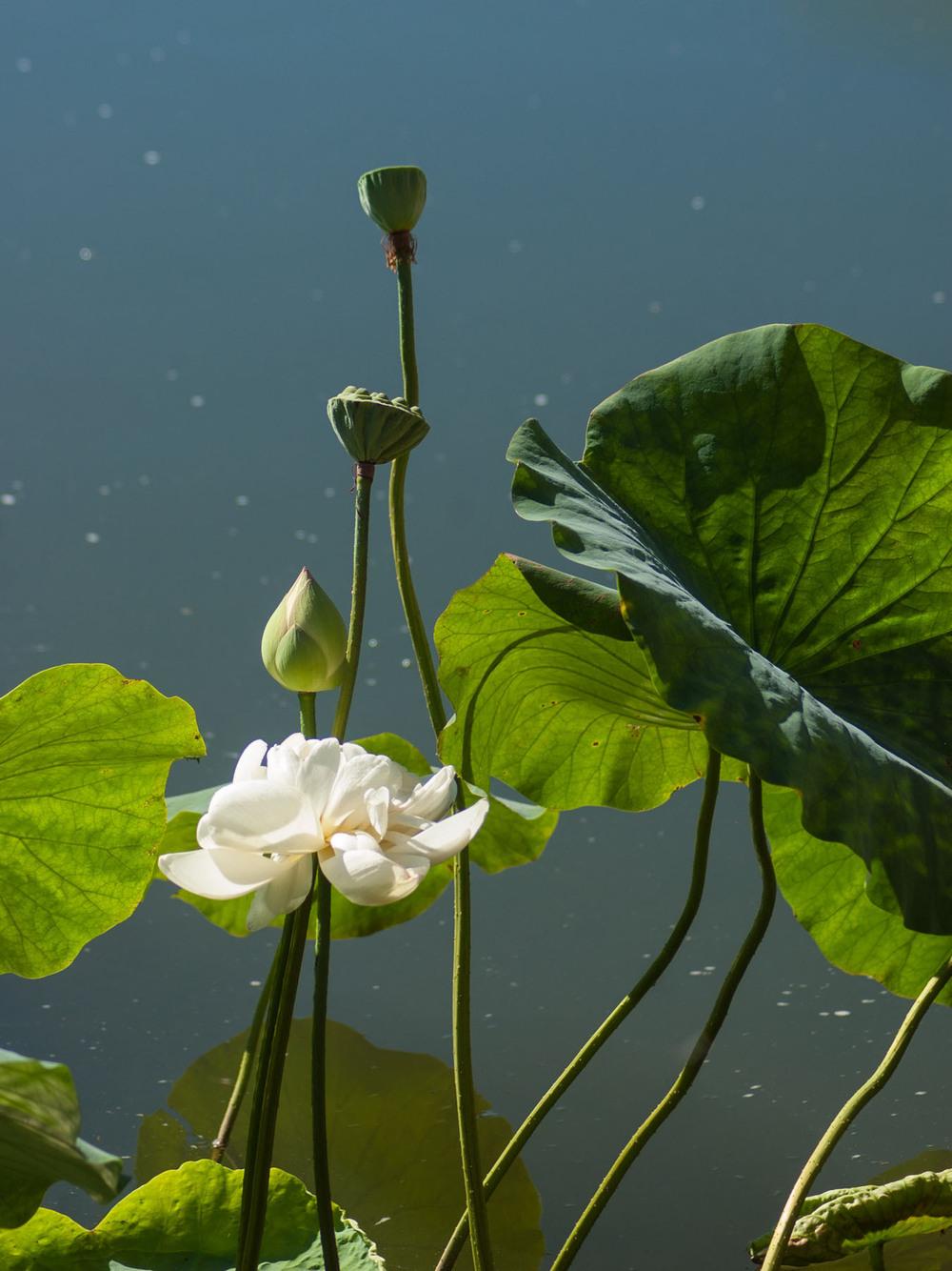 Lotus Composition in The 2017 National Gardening Association Photo ...