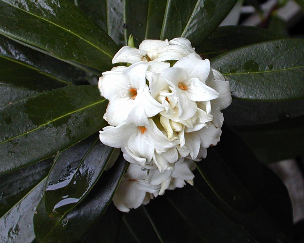 Winter Daphne (Daphne odora 'Alba') - Garden.org