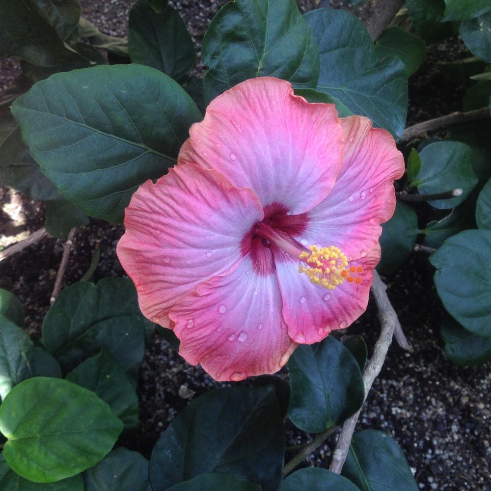 Photo of the bloom of Tropical Hibiscus (Hibiscus rosa-sinensis 'Voodoo ...
