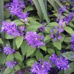 Large Spur-Flower Bush (Plectranthus ecklonii) - Garden.org